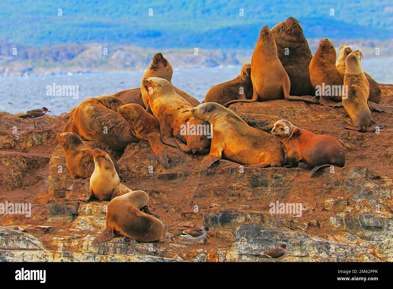 Sea lions and seals, Beagle Channel in Tierra Del Fuego, Ushuaia ...