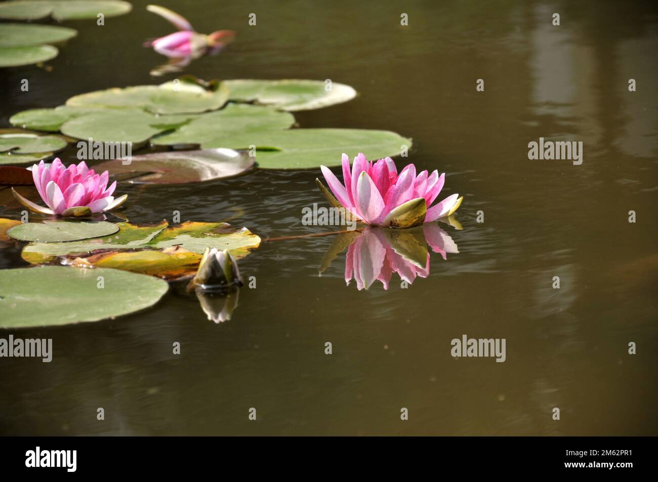 Blossoming lotus flowers Stock Photo - Alamy