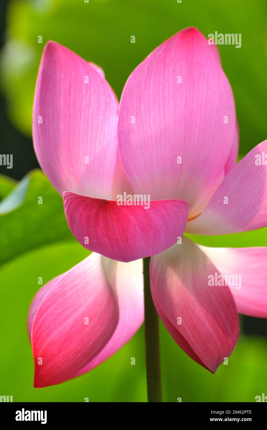 Blossoming lotus flowers Stock Photo - Alamy