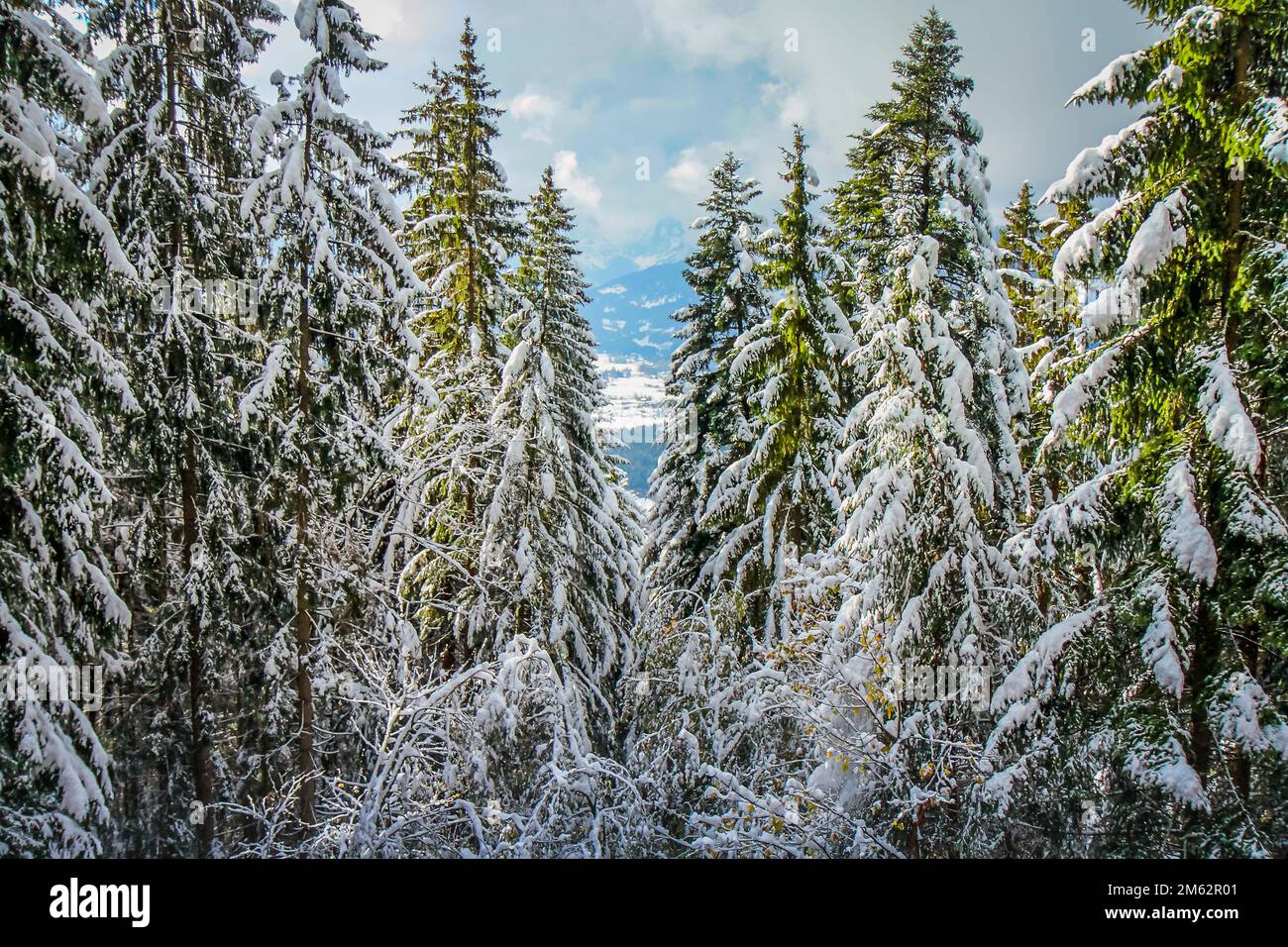 Road in alpine woodland and snowy pine woods in bavarian Alps at autumn ...