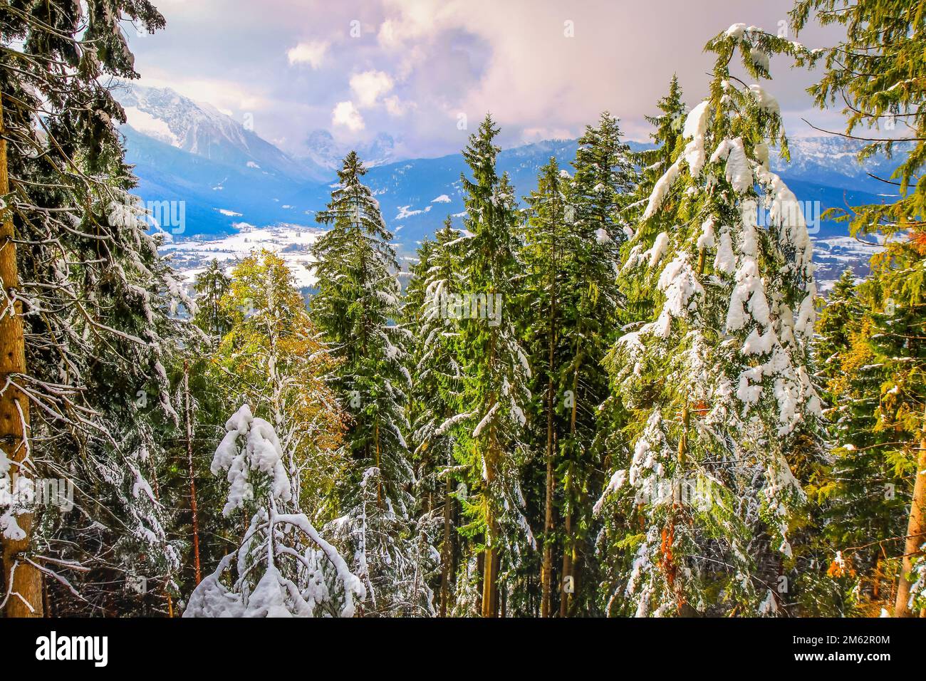 Alpine woodland hi-res stock photography and images - Alamy