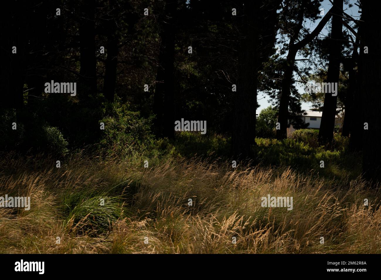 Corinella,Coronet Bay Australia Victoria Stock Photo - Alamy