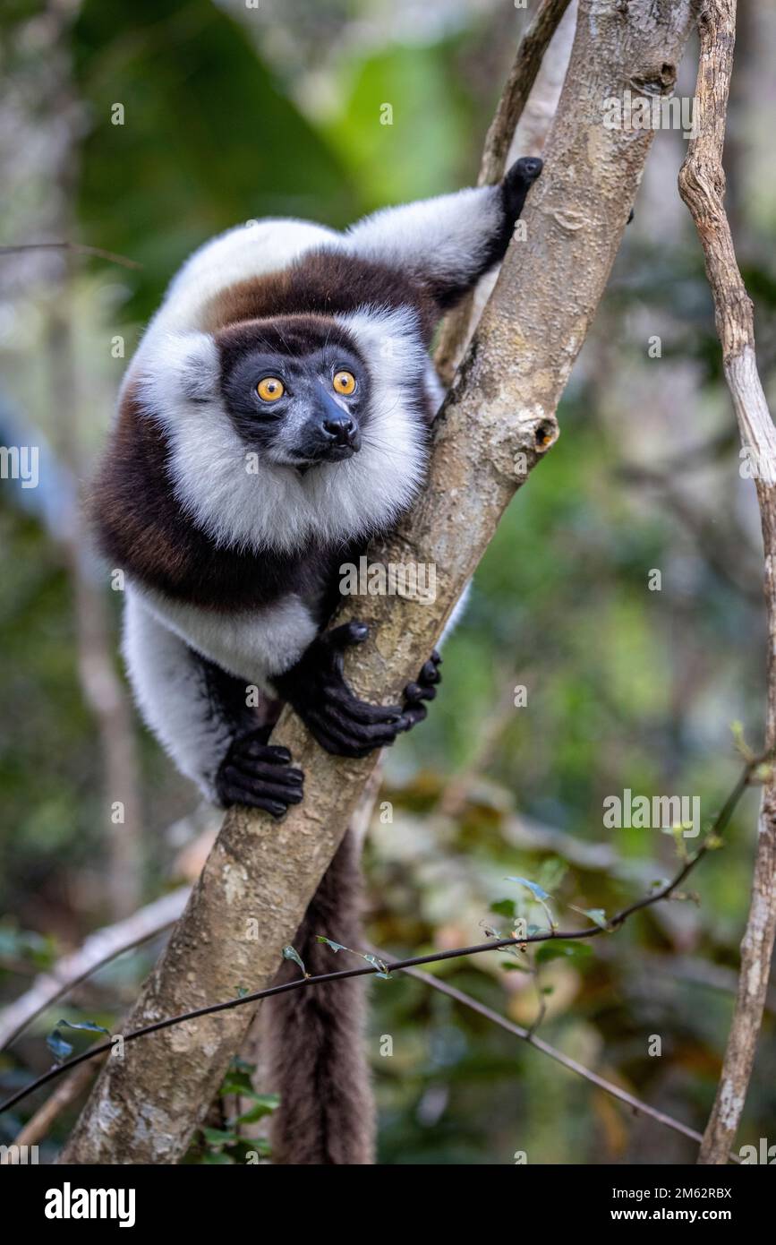 Black-and-white ruffed lemur in Andasibe-Mantadia National Park ...