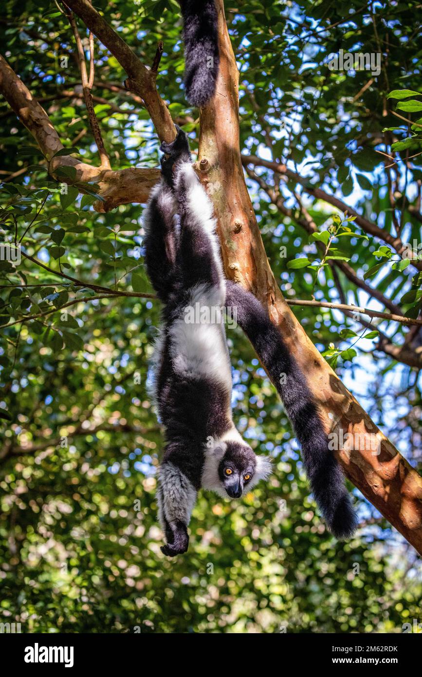 Black-and-white ruffed lemur in Andasibe-Mantadia National Park ...