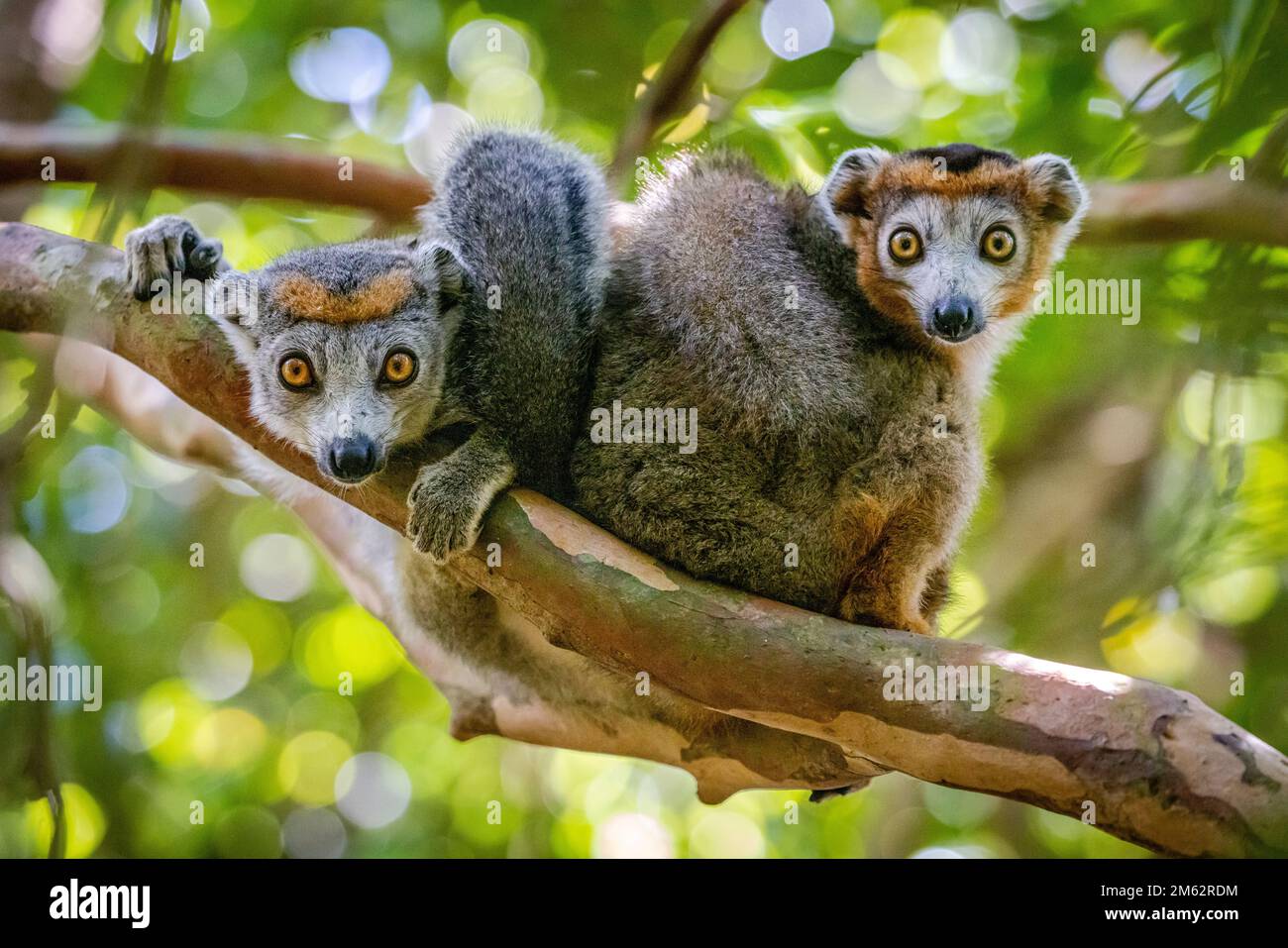 Crowned lemur in tree at Palmarium Reserve, Lake Ampitabe, Eastern ...