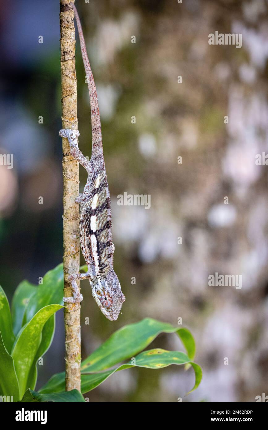 Panther chameleon at Palmarium Reserve, Lake Ampitabe, Pangalanes Canal ...