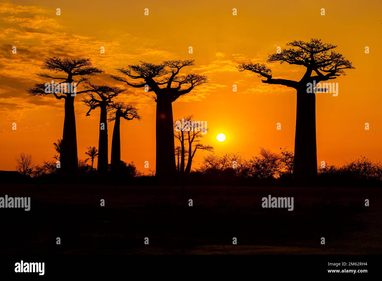 Sunset at Avenue of the Baobabs in Morondava, Madagascar, Africa Stock ...