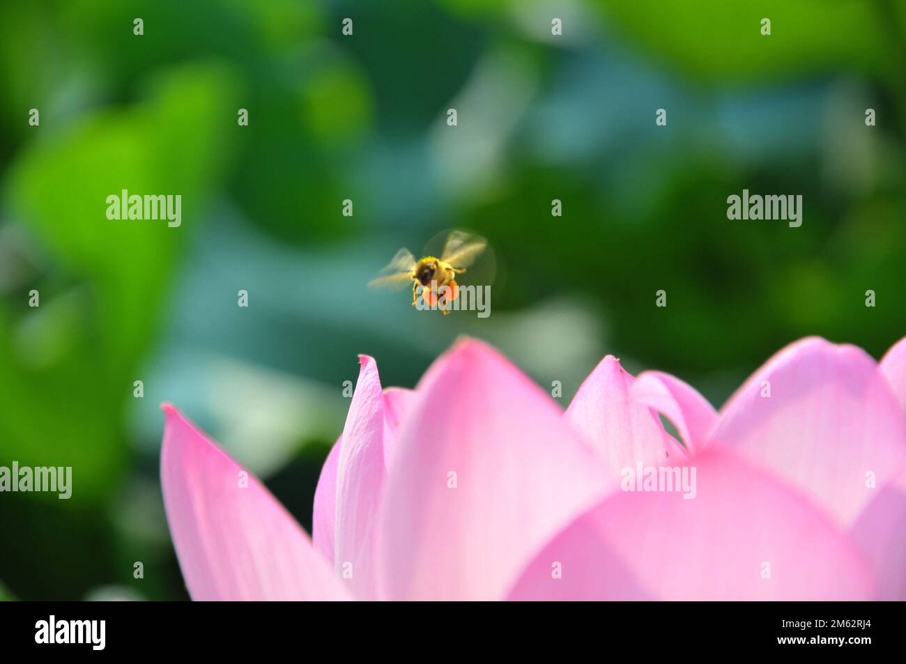Blossoming lotus flowers Stock Photo - Alamy