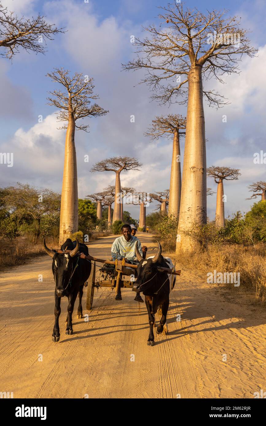 Allez des baobabs hi-res stock photography and images - Alamy
