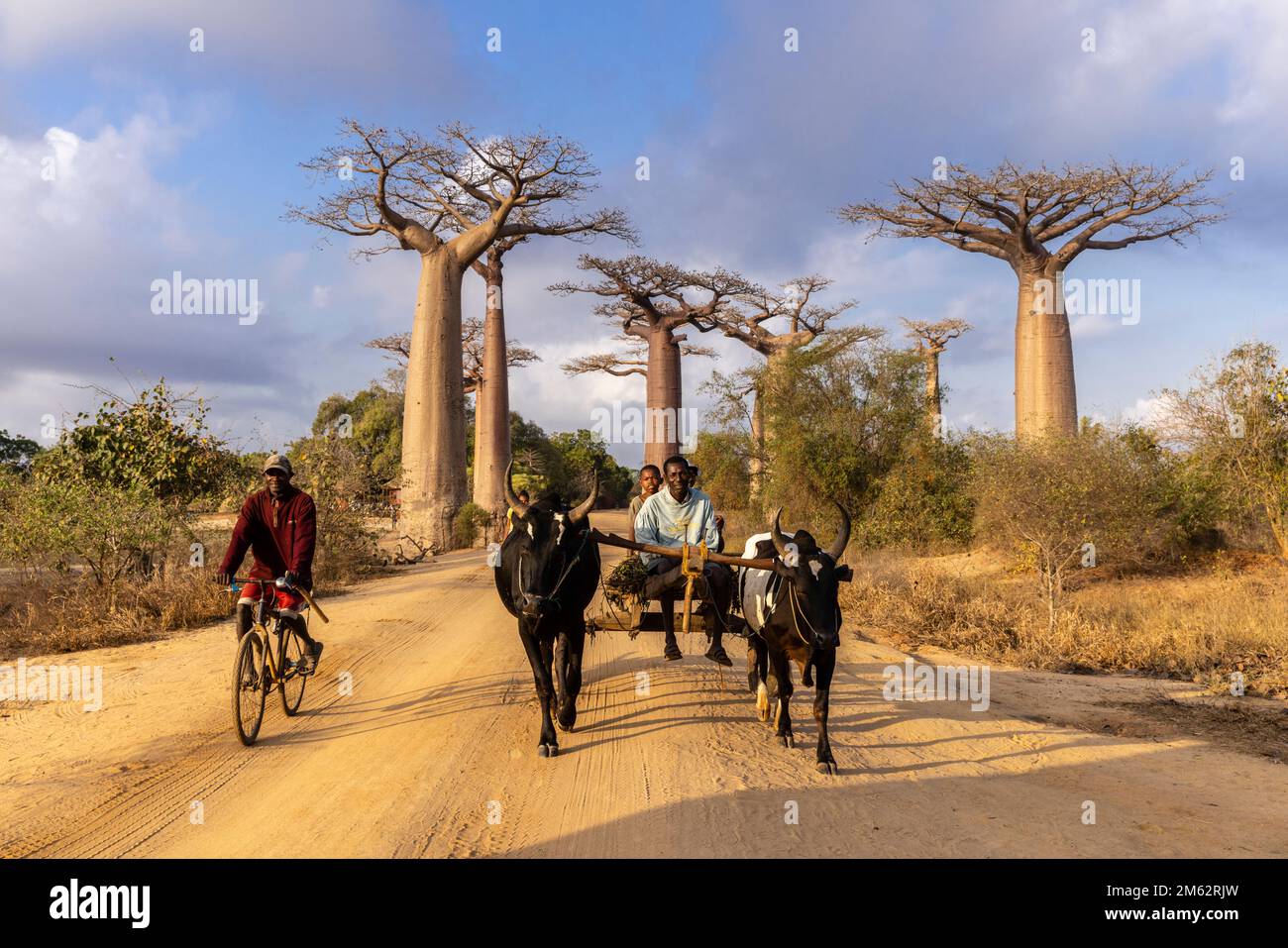 Allez des baobabs hi-res stock photography and images - Alamy