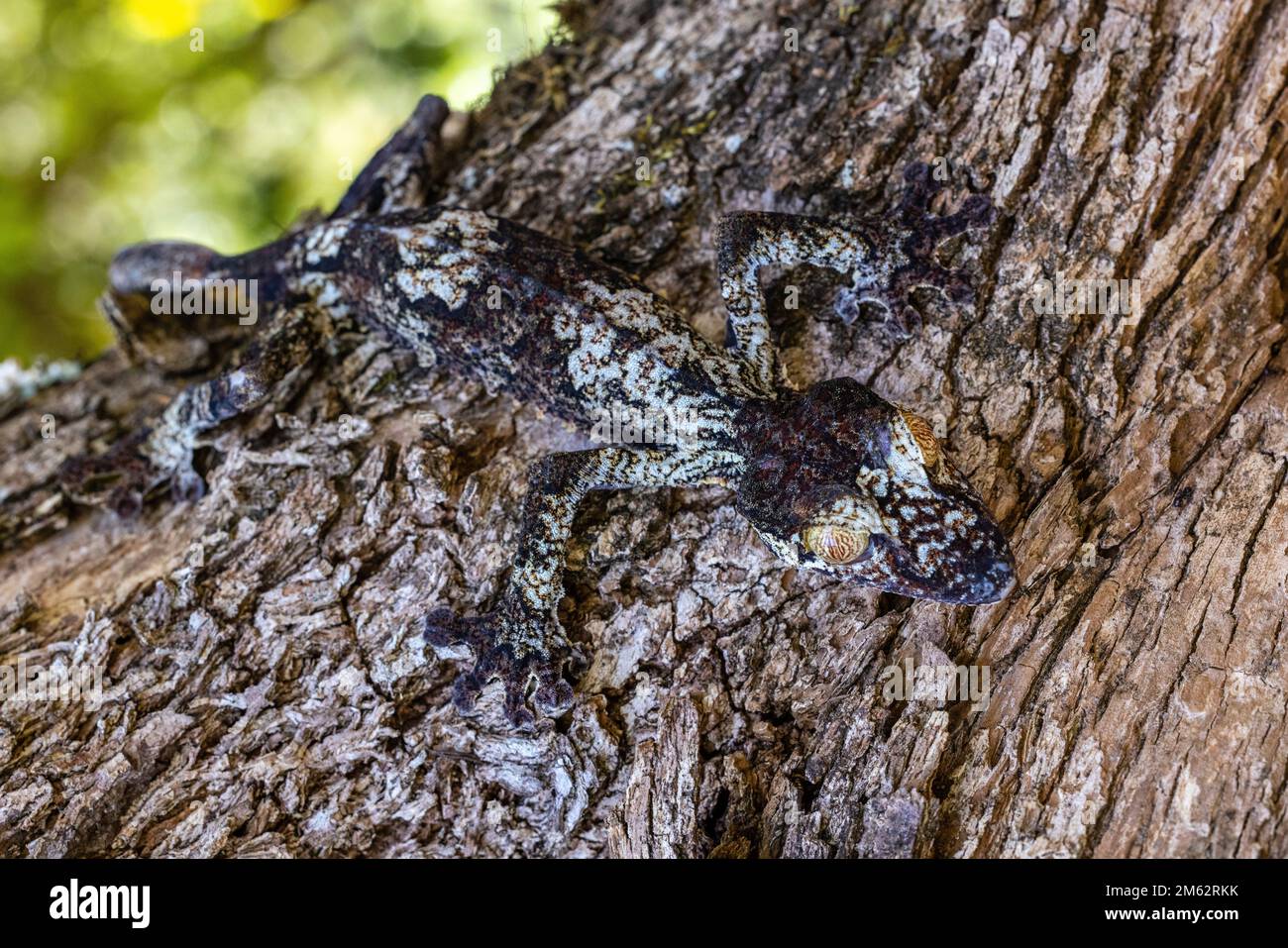 Flat tailed gecko in Mandraka, Eastern Madagascar, Africa Stock Photo ...