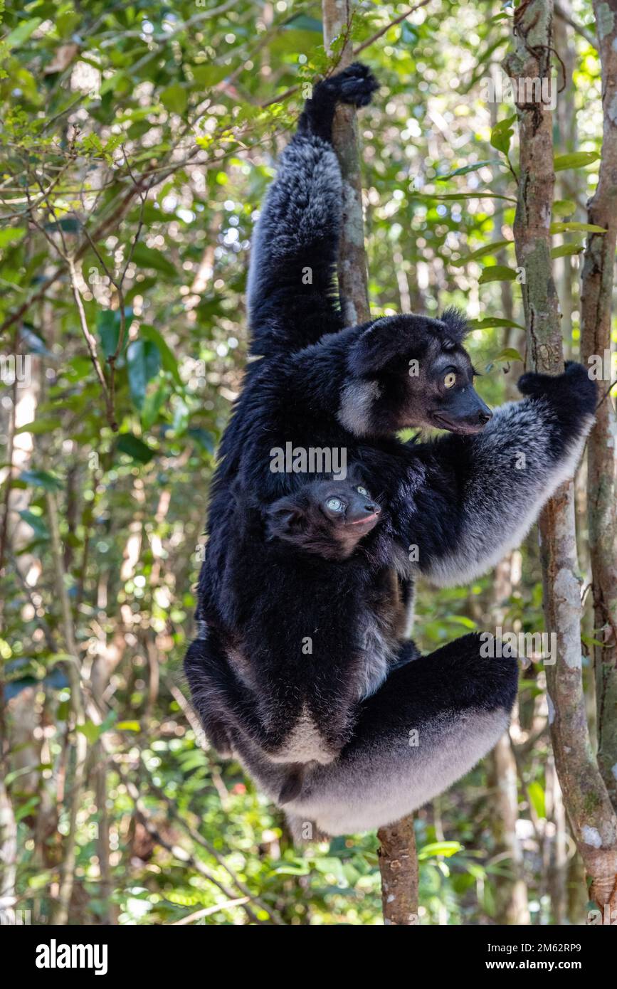 Indri and baby lemurs in tree at Palmarium Reserve, Eastern Madagascar ...