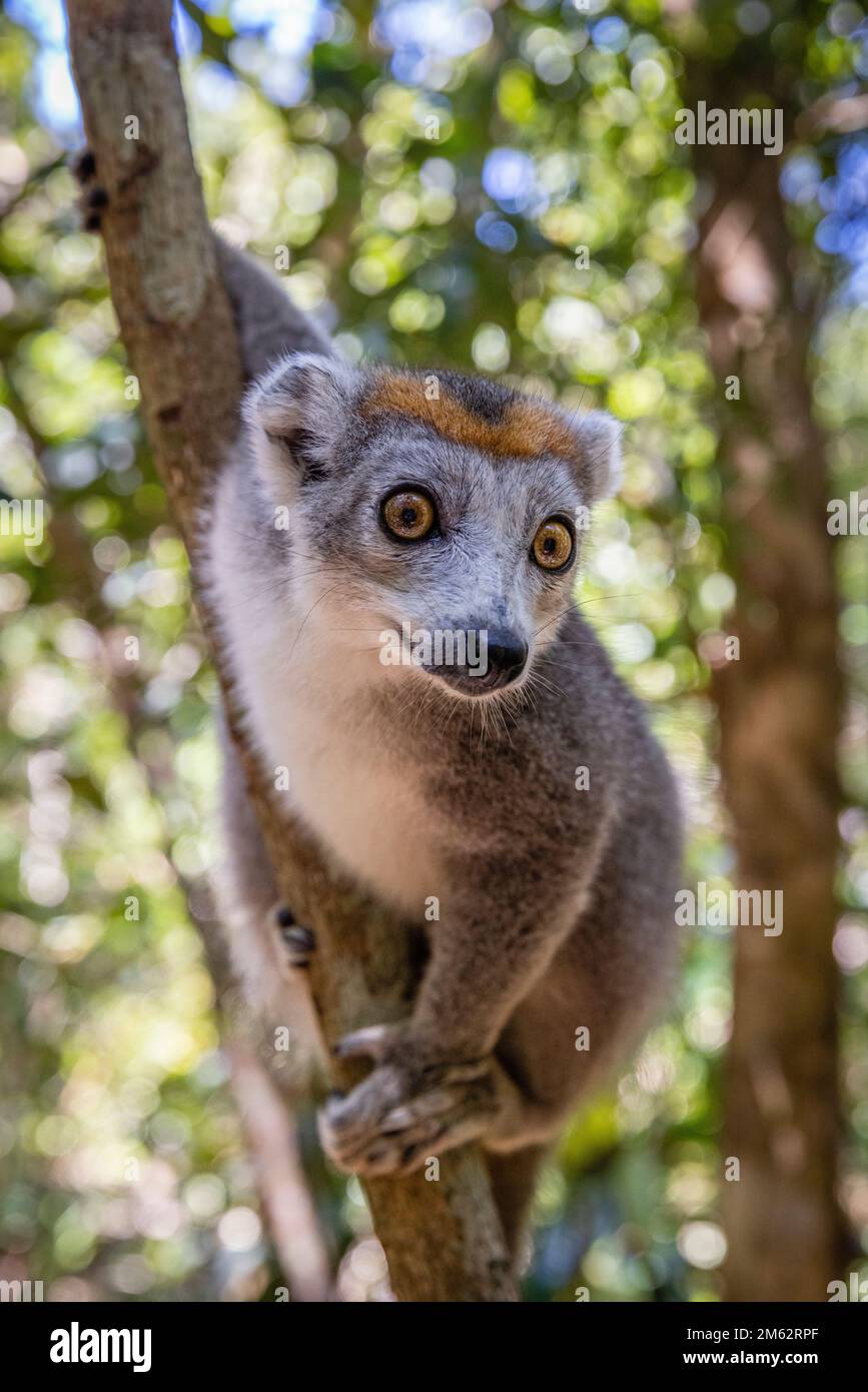 Crowned lemur in tree at Palmarium Reserve, Lake Ampitabe, Eastern ...