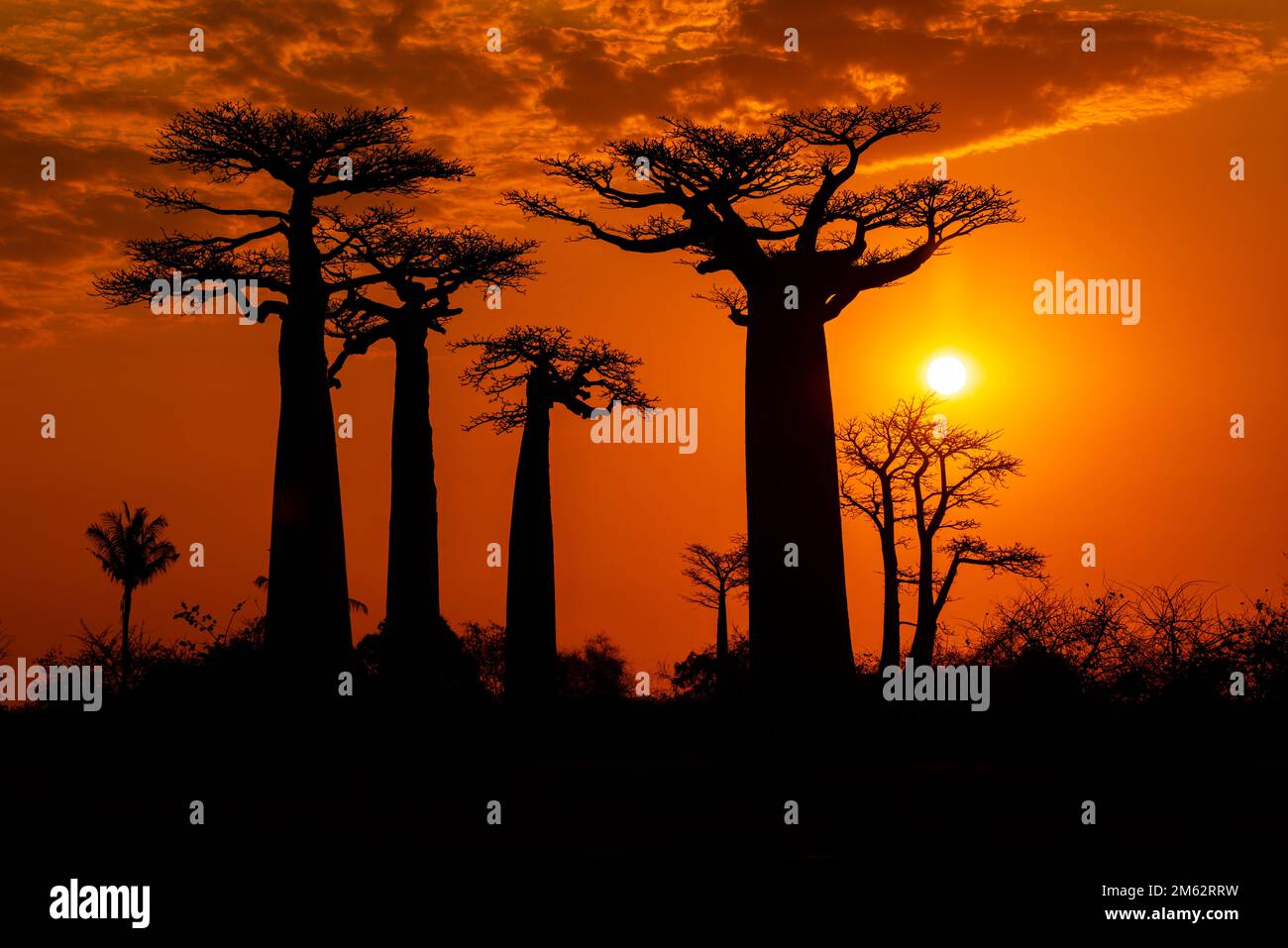 Sunset at Avenue of the Baobabs in Morondava, Madagascar, Africa Stock Photo - Alamy