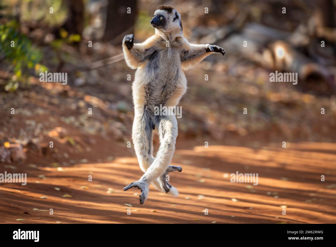 Verreaux's Sifaka lemur dancing at Berenty Reserve, Malaza forest in ...