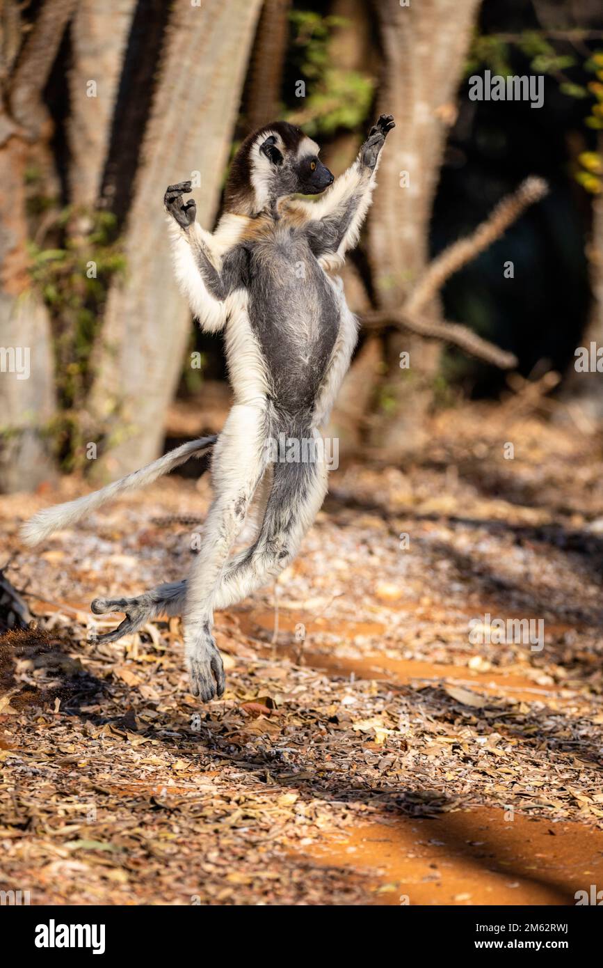 Verreaux's Sifaka lemur dancing at Berenty Reserve, Malaza forest in ...