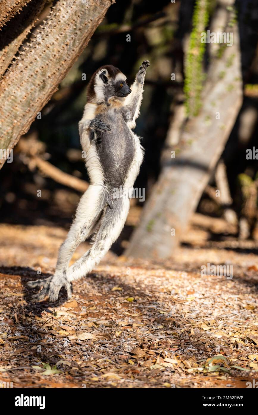Verreaux's Sifaka lemur dancing at Berenty Reserve, Malaza forest in ...