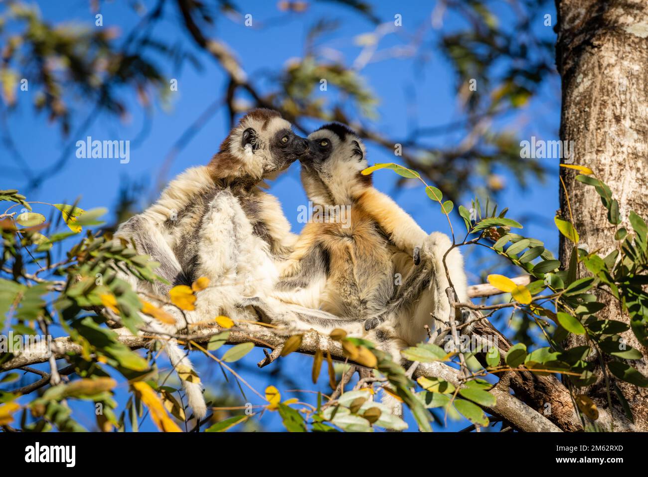 Kissing lemurs hi-res stock photography and images - Alamy