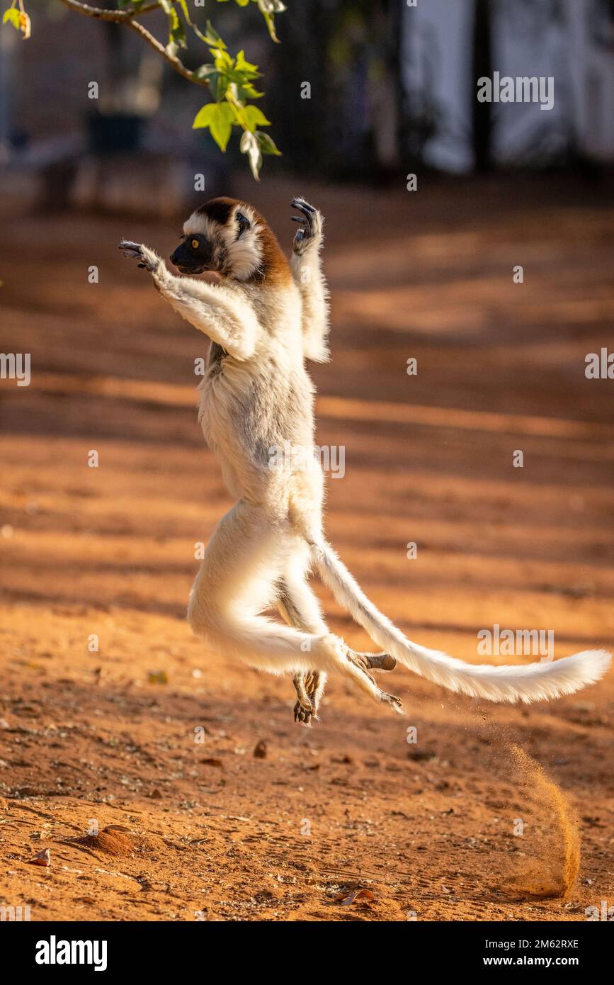 Verreaux's Sifaka lemur dancing at Berenty Reserve, Malaza forest in ...