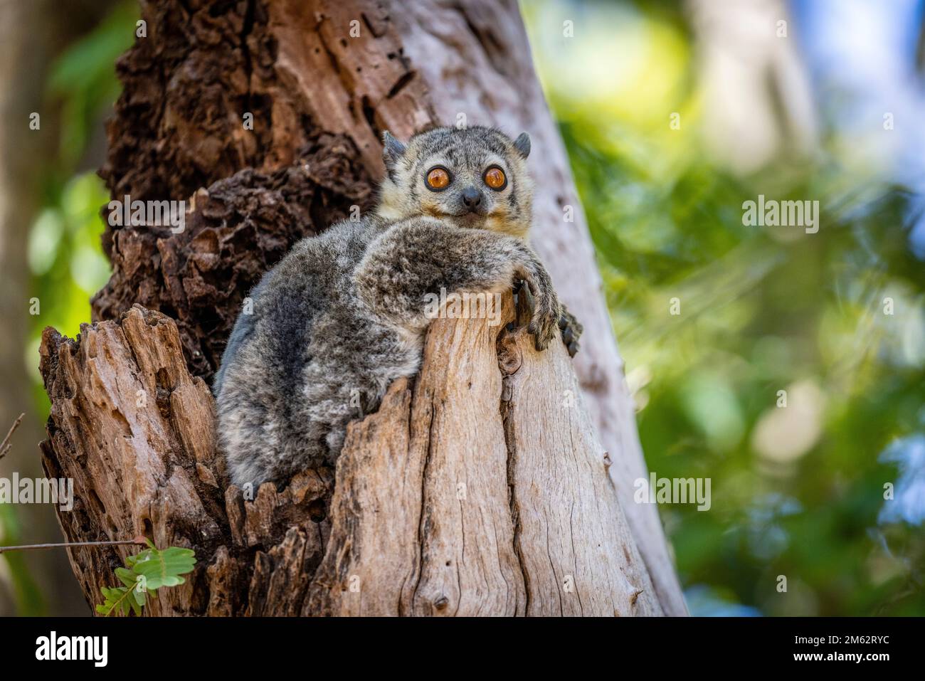 Lepilemur lecopus hi-res stock photography and images - Alamy