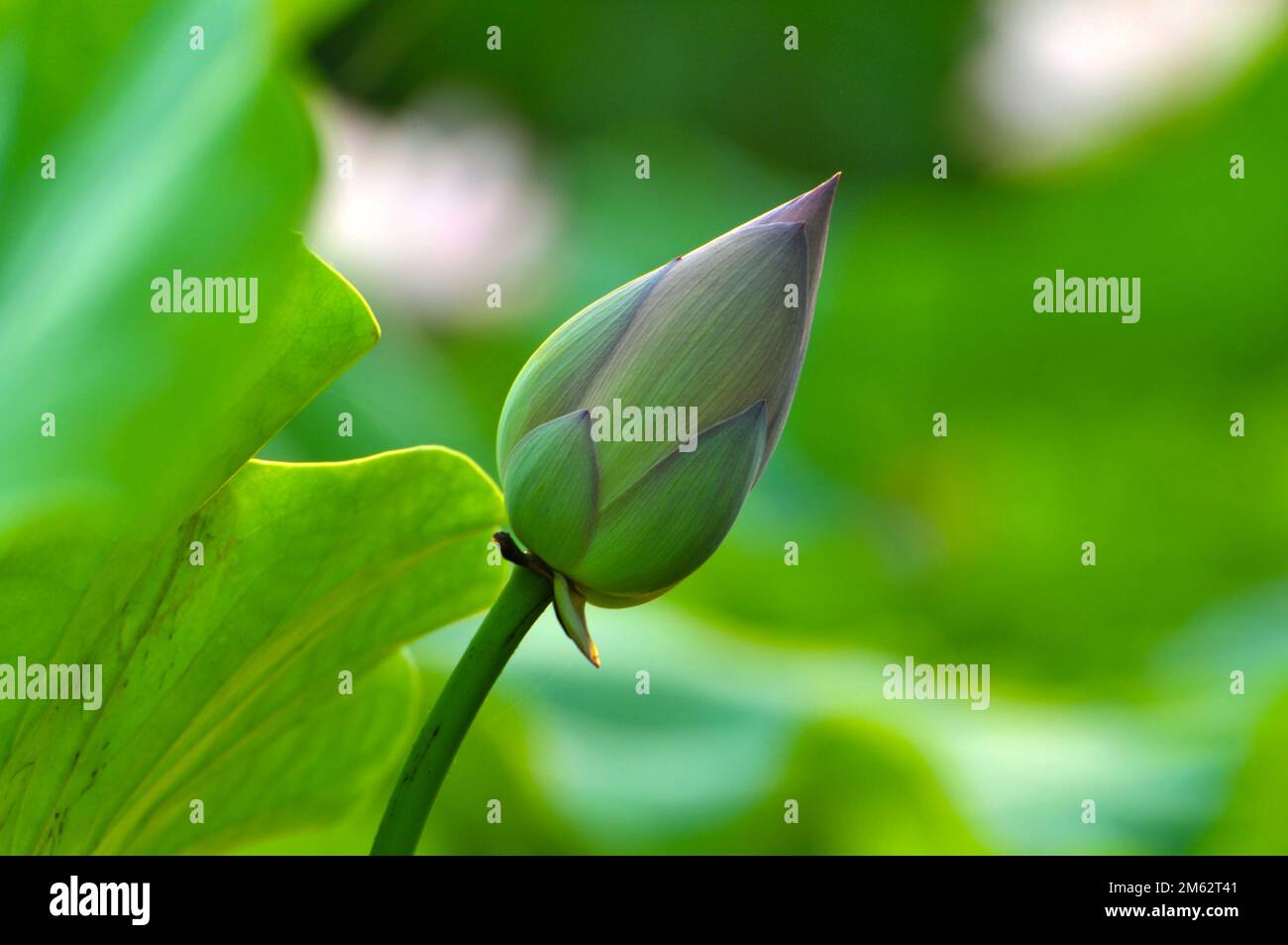 Blossoming lotus flowers Stock Photo - Alamy