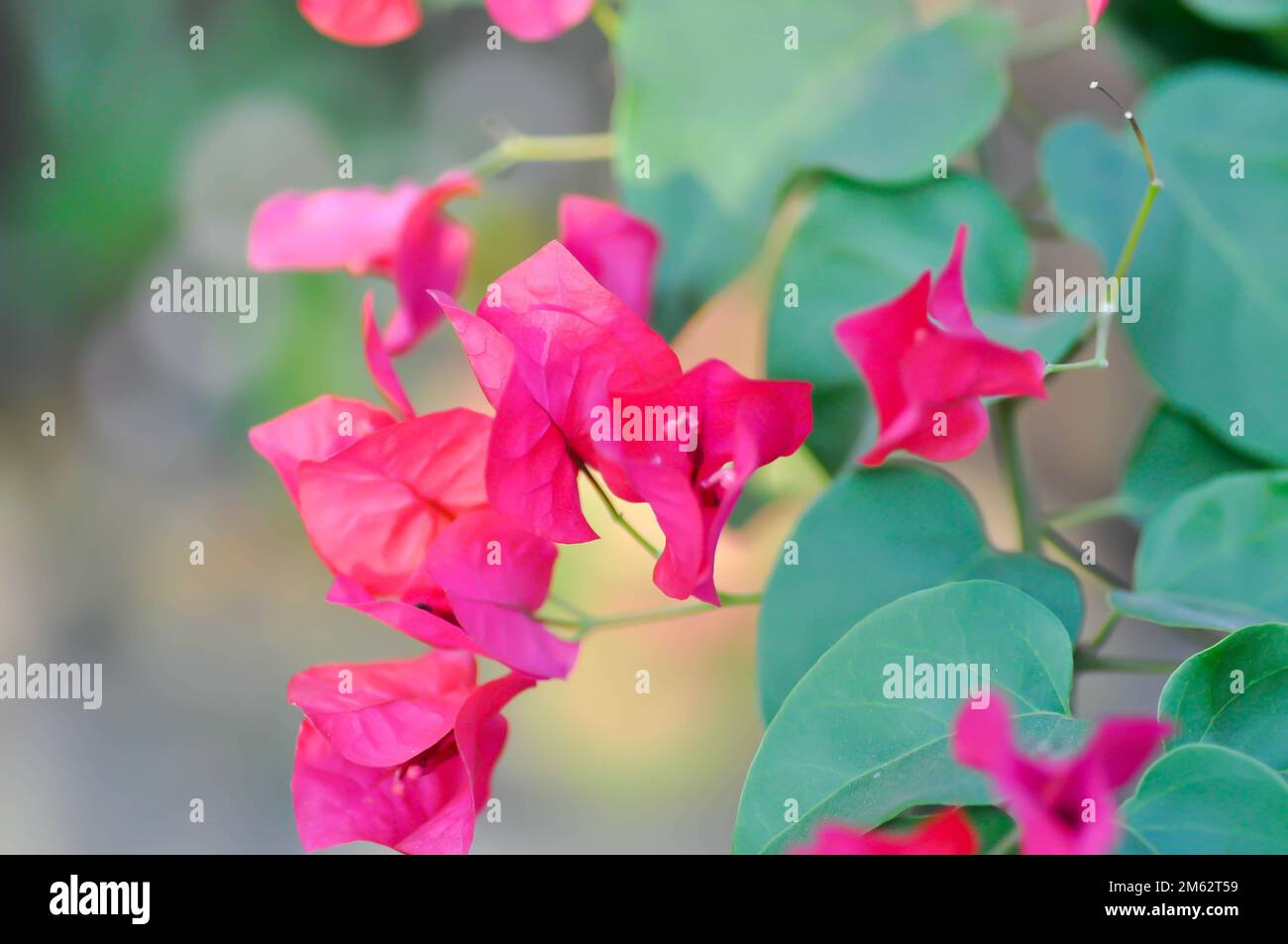 Bougainvillea or paper flower , red paper flower or red flower Stock ...
