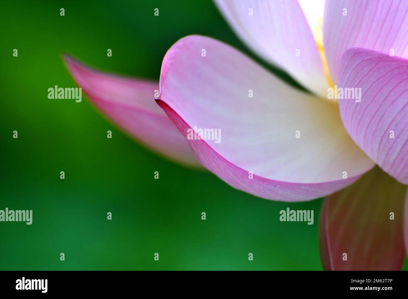 Blossoming lotus flowers Stock Photo - Alamy