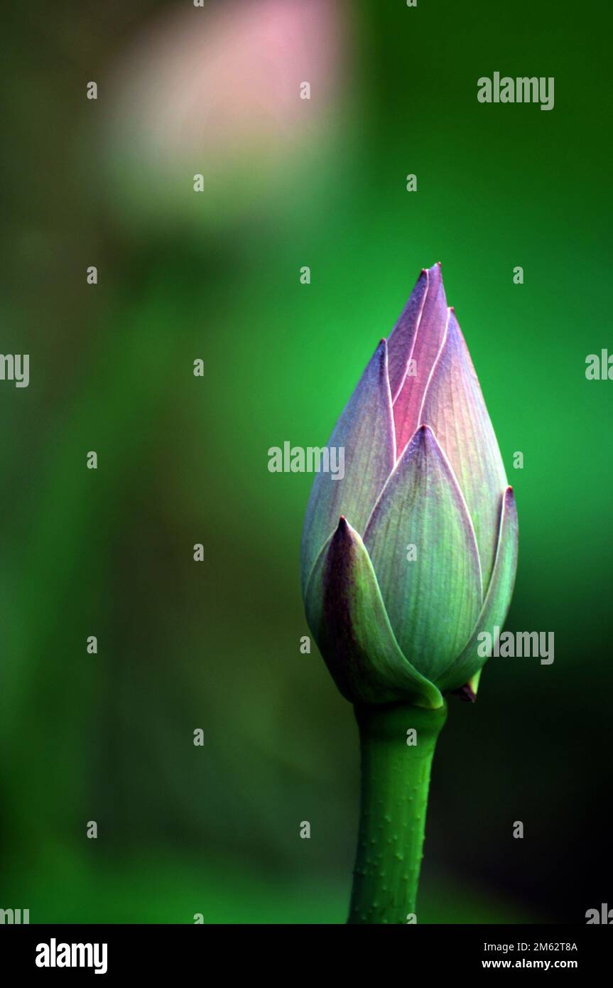 Blossoming lotus flowers Stock Photo - Alamy