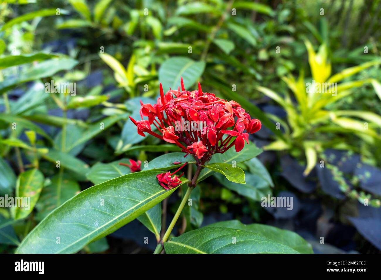 Red Ixora coccinea.Ixora coccinea flower in selective focus. Scientific ...