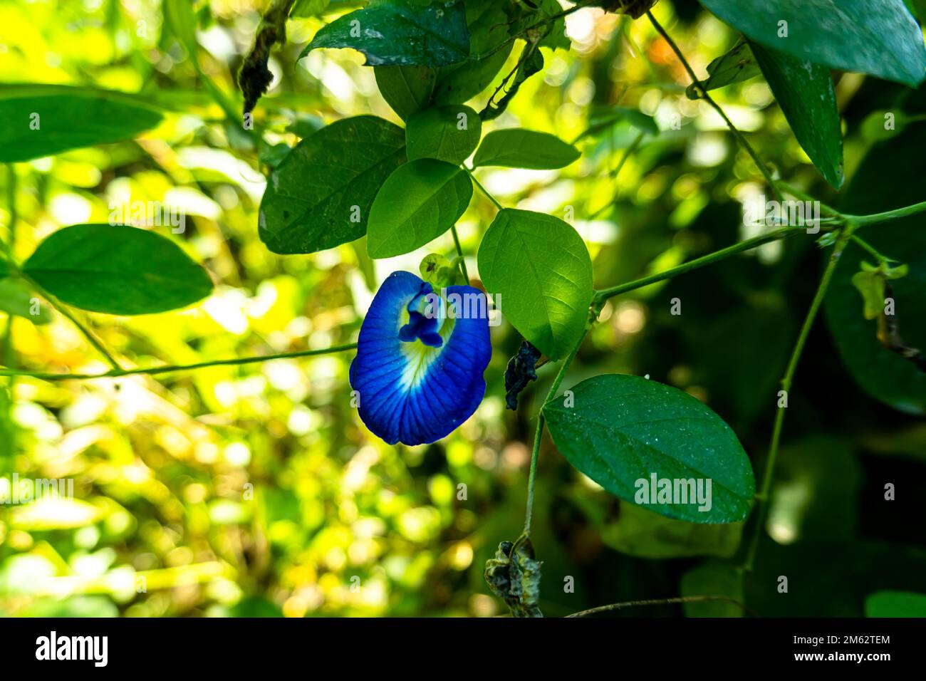 Clitoria ternatea single blue flower. Blue Butterfly pea violet color ...