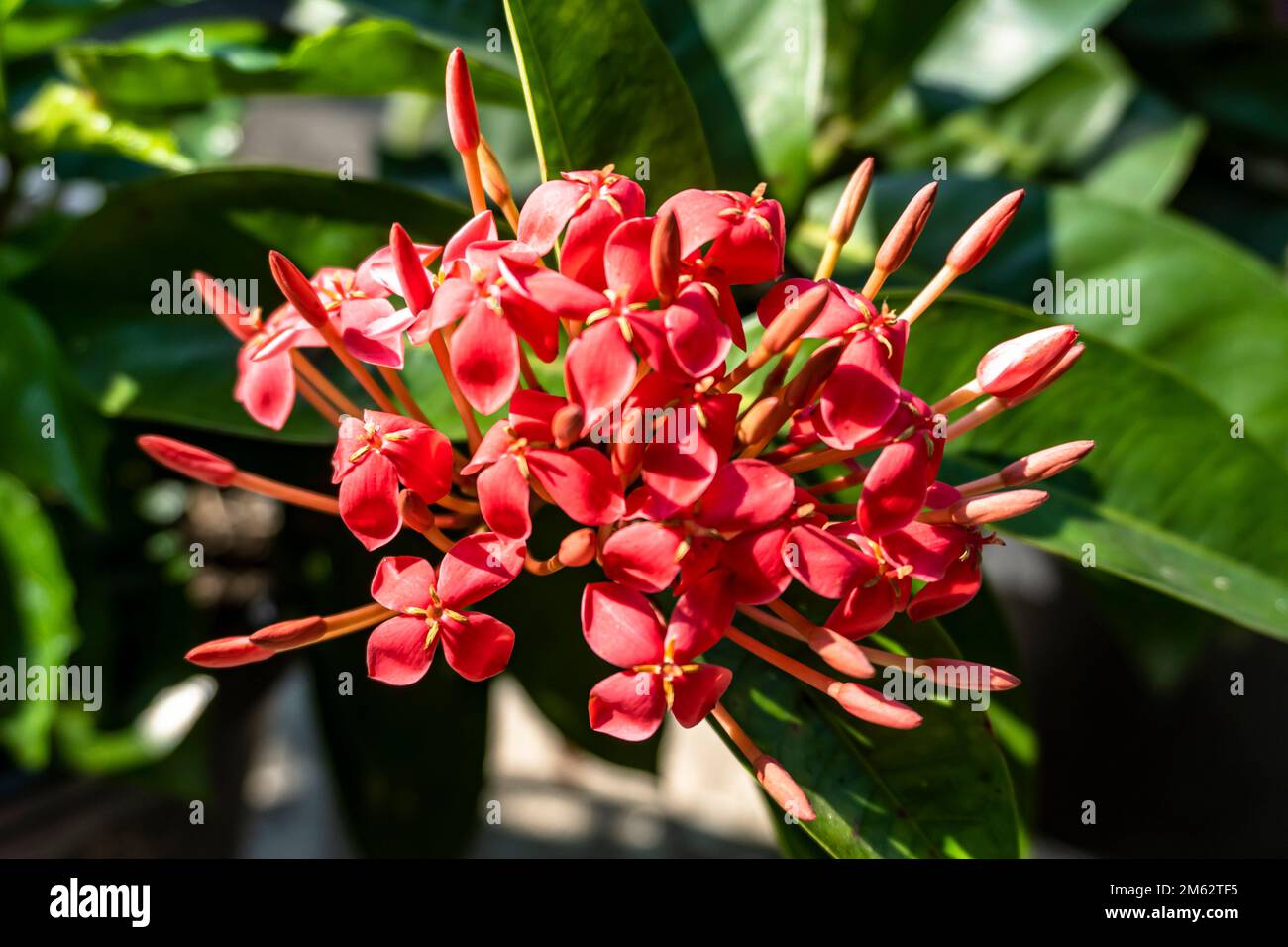 Hibiscus coccinea hi-res stock photography and images - Alamy