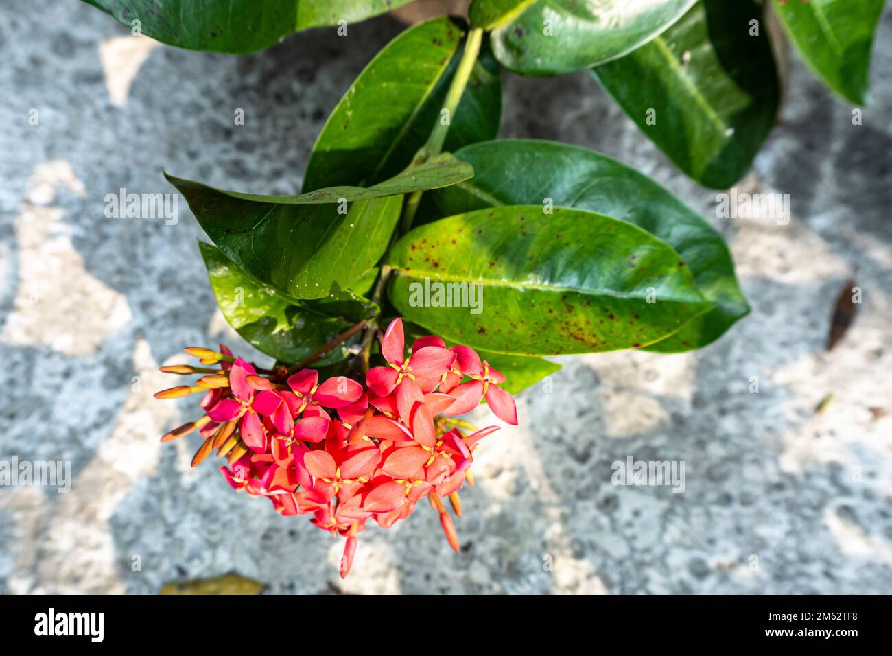 Red Ixora coccinea. Red Flowers like a Bouquet in a Garden Stock Photo ...