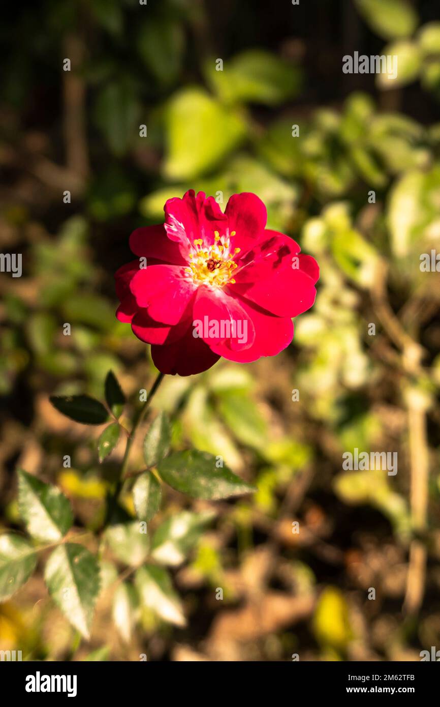 Single red rose in the garden Stock Photo - Alamy