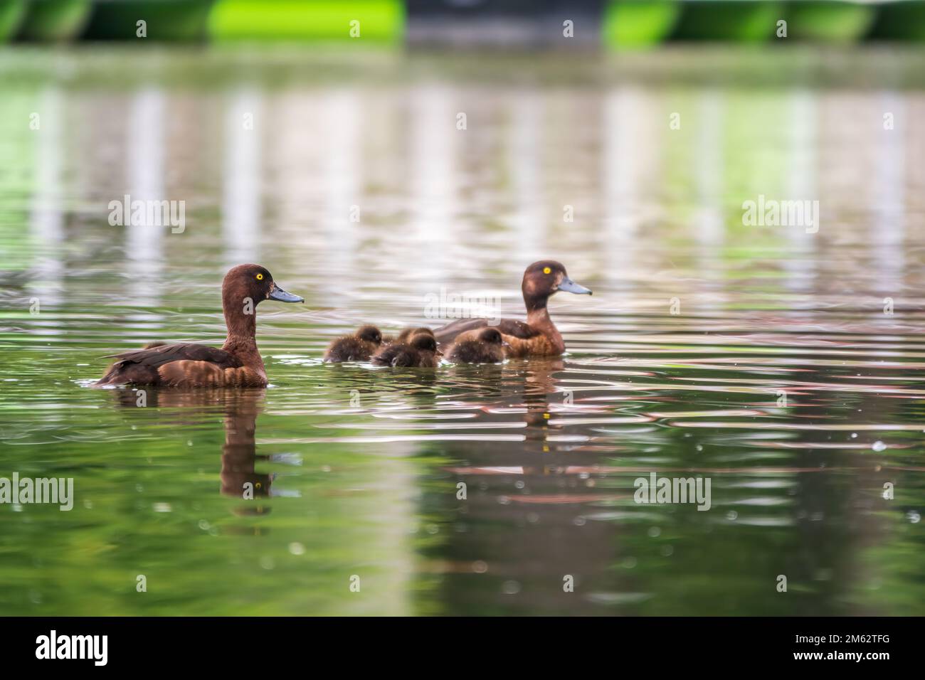 Tufted duck Family swims with their ducklings in green lake water. A ...