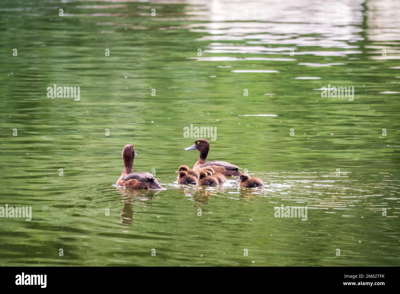 Tufted duck Family swims with their ducklings in green lake water. A ...