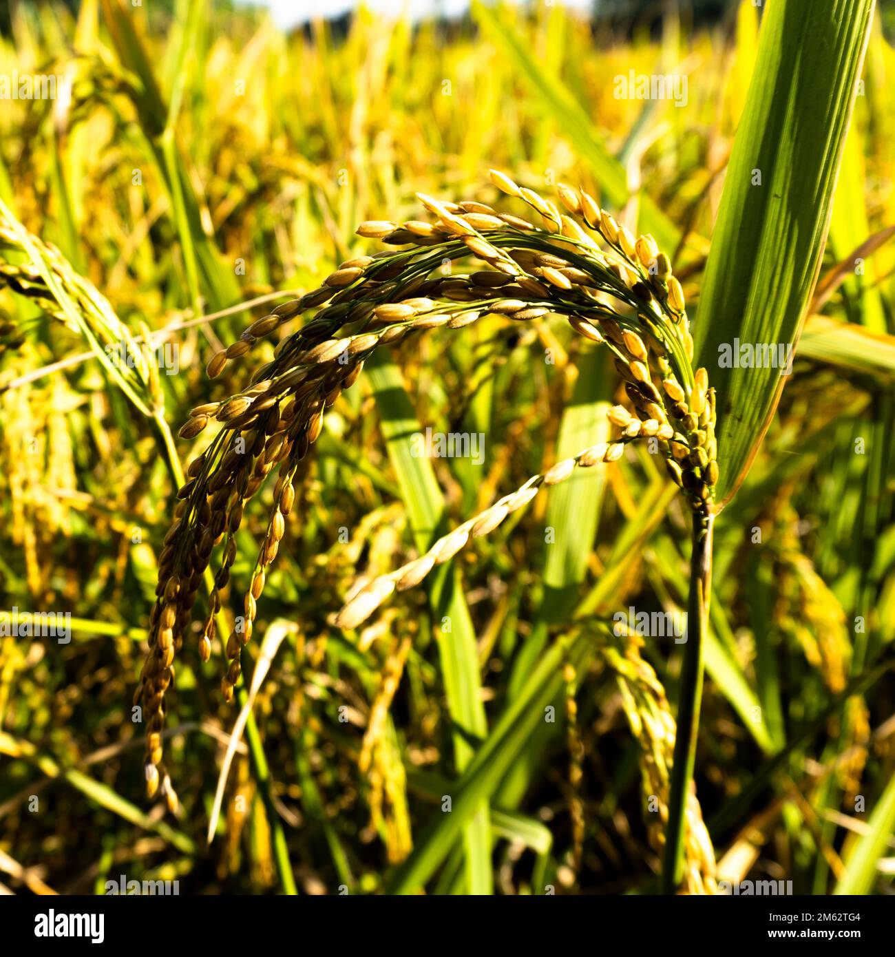 Portrait view peddy rice in a field Stock Photo - Alamy