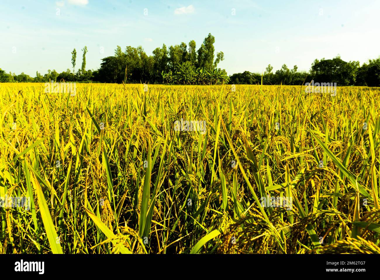Rreen rice field & Ripe peddy field. Oryza sativa Stock Photo - Alamy