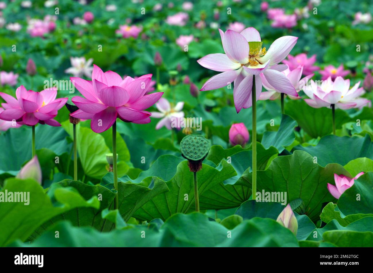 Blossoming lotus flowers Stock Photo - Alamy