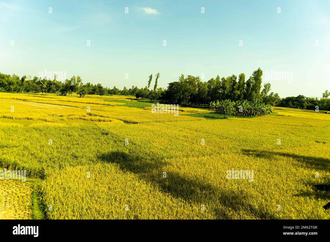 Indian farmer rice plantation hi-res stock photography and images - Alamy