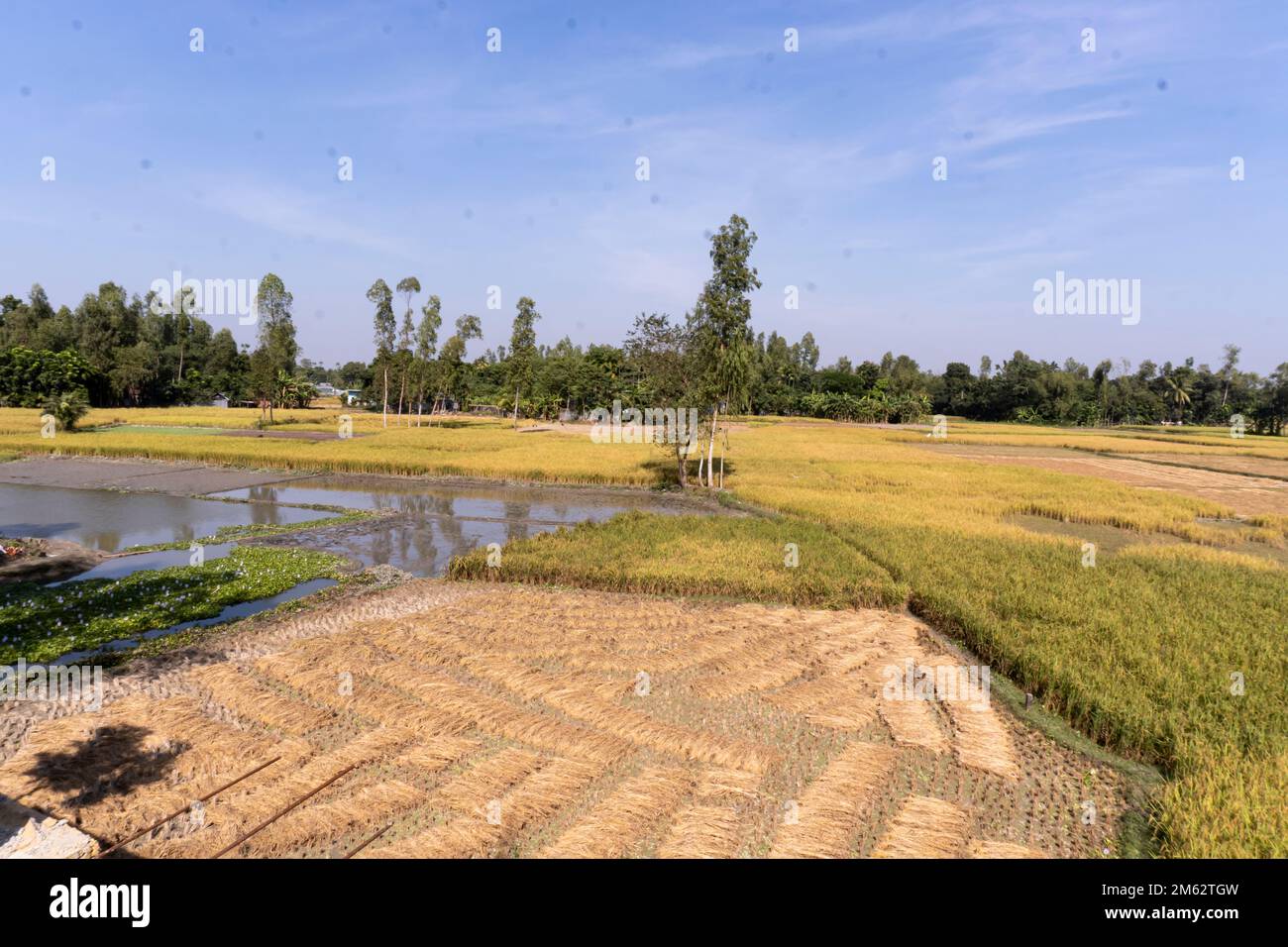 Oryza sativa. Paddy rice harvest Stock Photo - Alamy