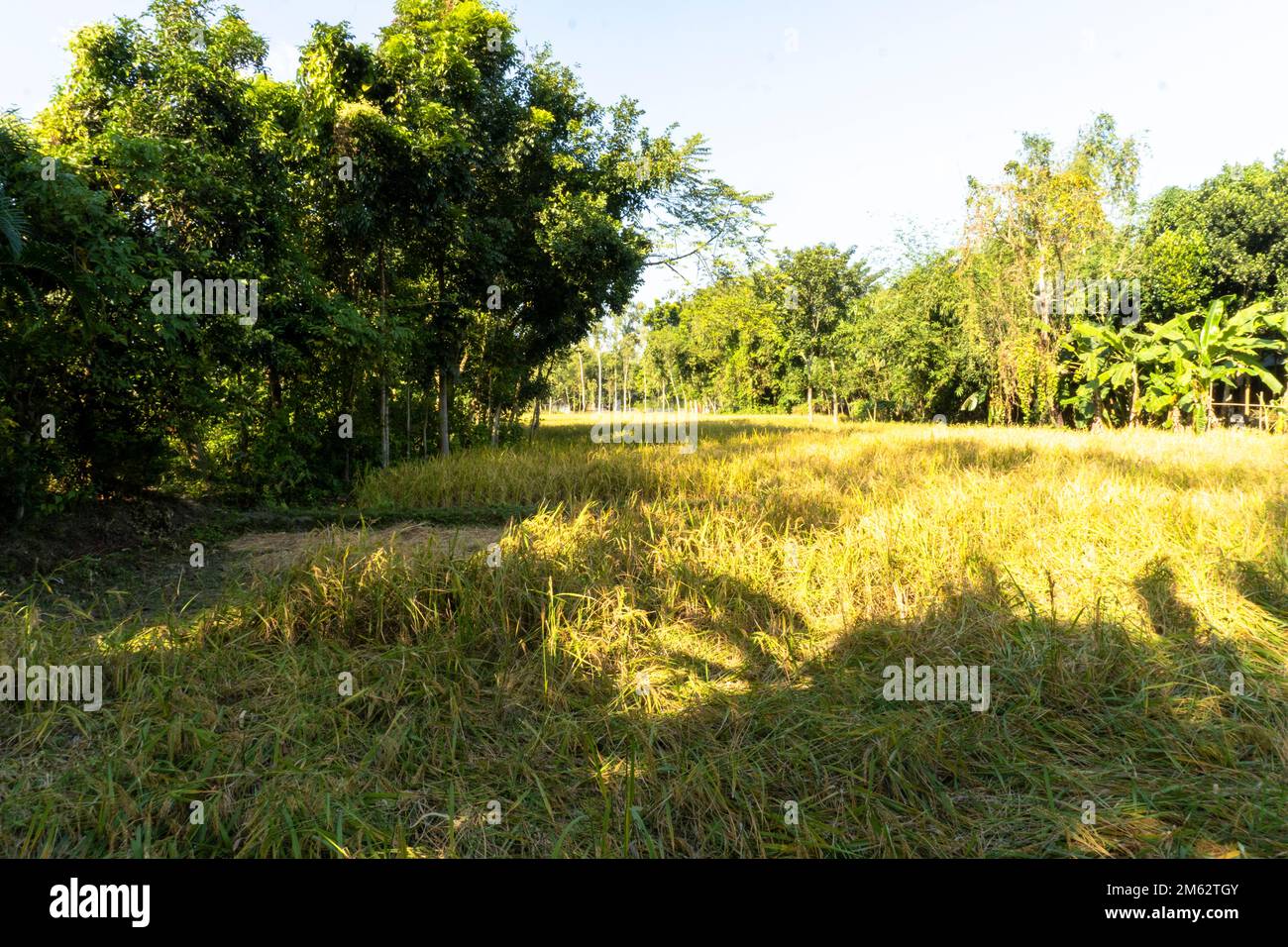 Beautiful Peddy field in Bangladesh. Oryza sativa Stock Photo - Alamy