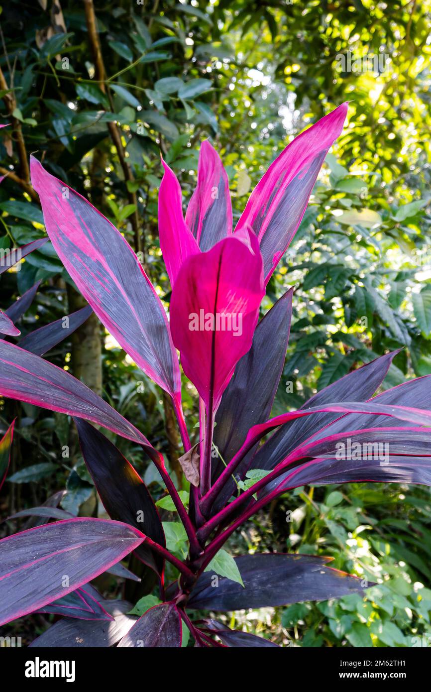 Portrait view of Cordyline compacta. Ornamental plant with purple ...
