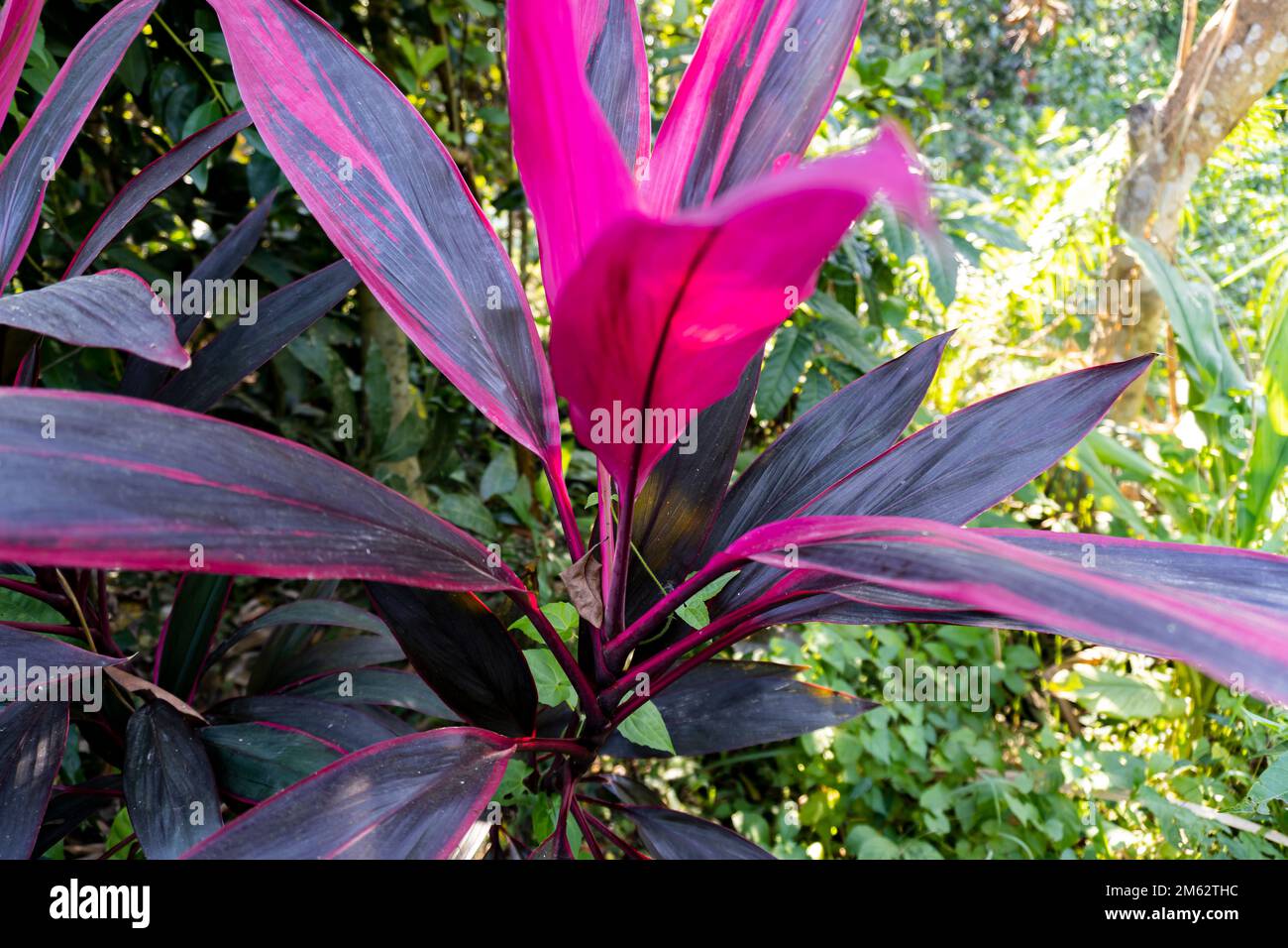 Cordyline compacta. Ornamental plant with purple leaves Stock Photo - Alamy
