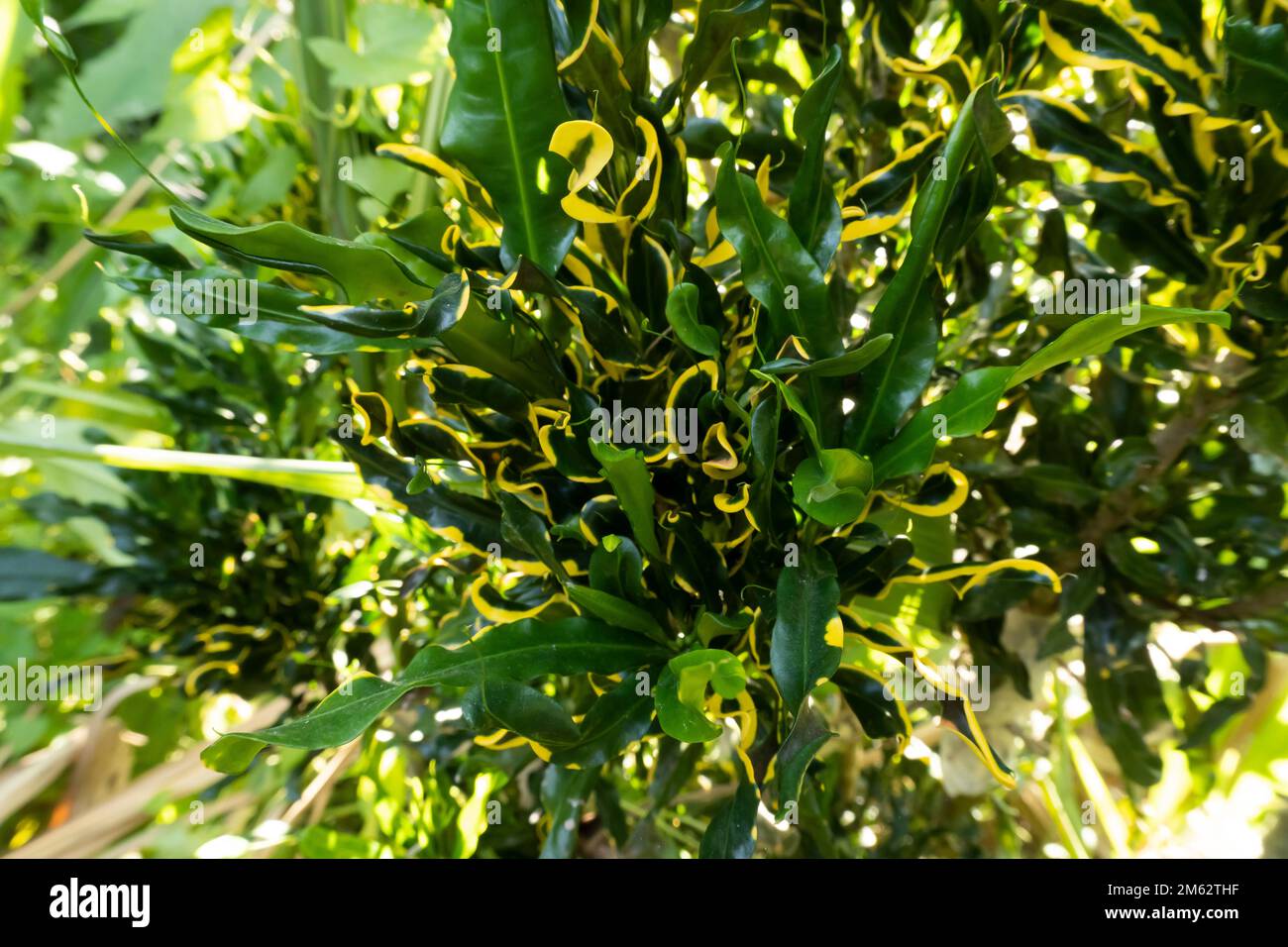 Codiaeum variegatum leaves. Colorful leaves of Codiaeum variegatum or ...