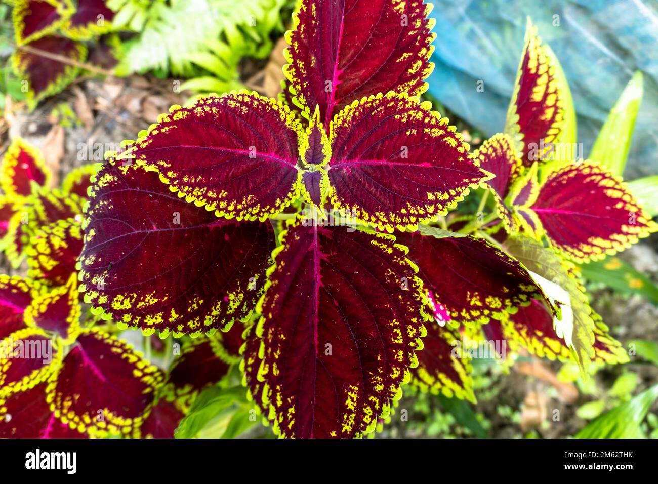 Plectranthus scutellarioides. Close up of variegated Coleus plants ...
