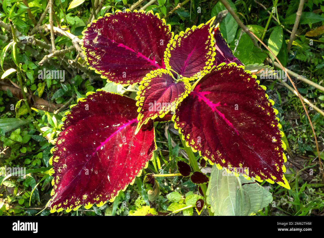 Herbaceous perennial. Close up of variegated Coleus plants. view of ...