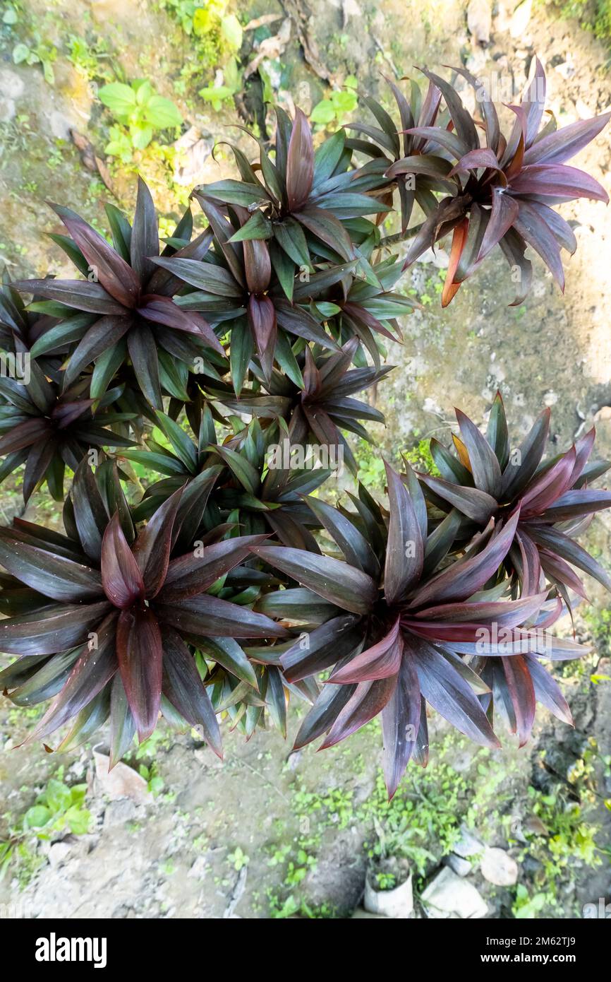 Cordyline compacta. Ornamental plant with purple leaves Stock Photo - Alamy