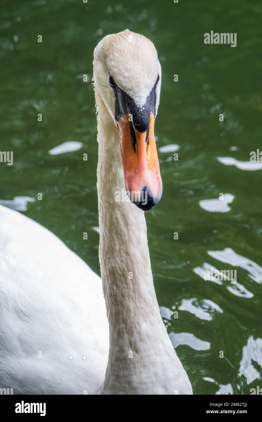 Portrait of a graceful white swan with long neck on dark water ...