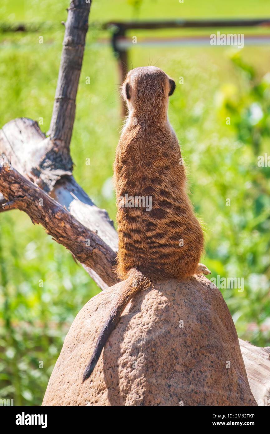 Meerkat ,Suricata suricatta, on hind legs. Portrait of meerkat standing ...