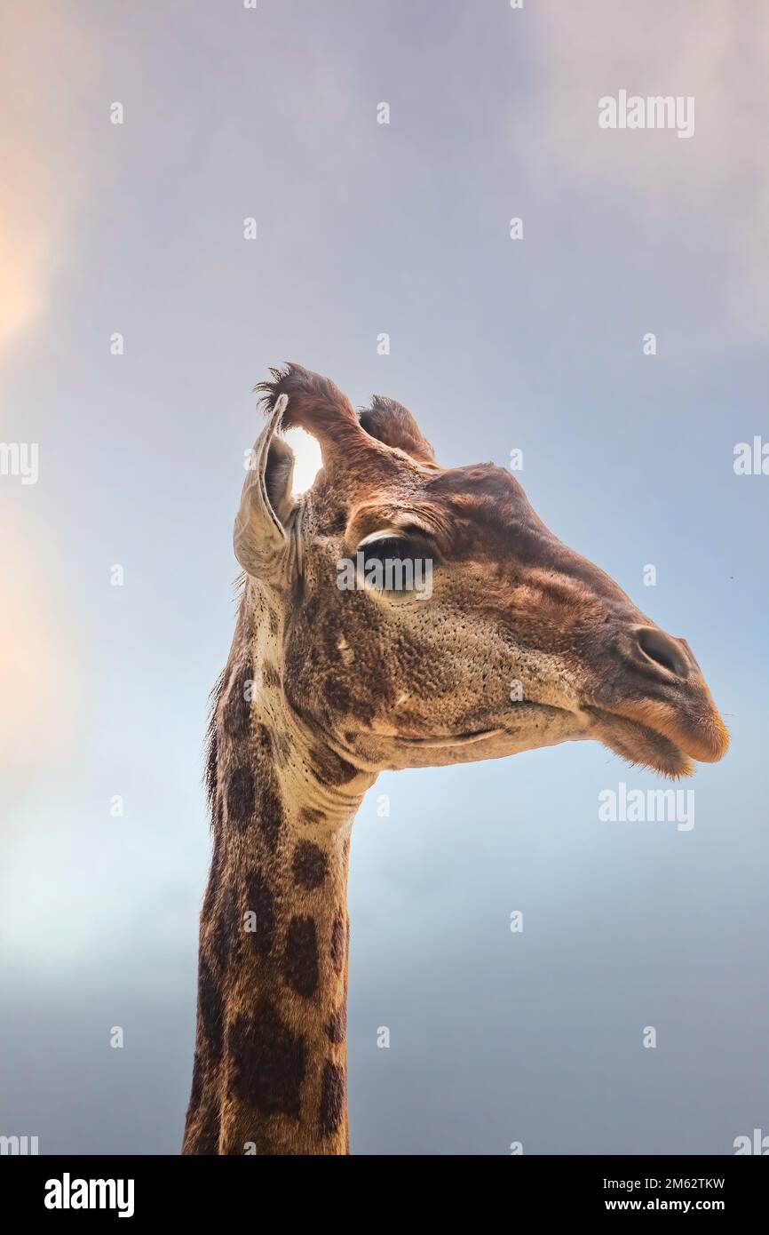 Close-up giraffe on blue sky background. Giraffes head against blue sky ...